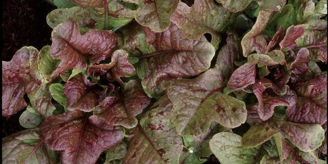 Heirloom Oaky Red Splash Lettuces Organic Seeds