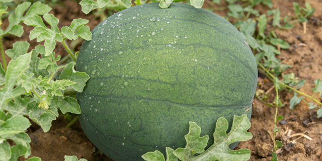 Heirloom Small Shining Light Watermelons Organic Seeds