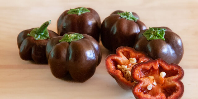 Heirloom Miniature Chocolate Bell Peppers Organic Seeds
