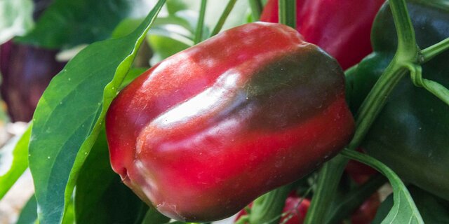 Heirloom Emerald Giant Peppers Organic Seeds