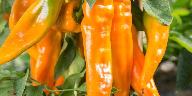 Heirloom Golden Treasure Peppers Organic Seeds
