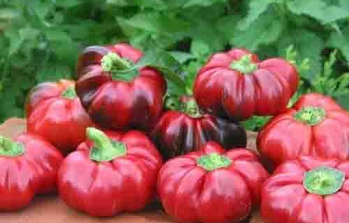 Heirloom Pimento Super Red Peppers Organic Seeds