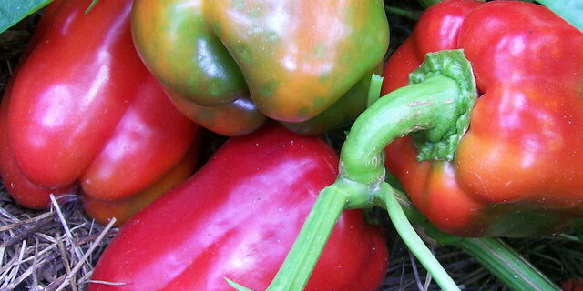 Heirloom Ruby Giant Peppers Organic Seeds