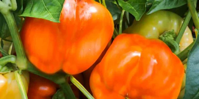 Heirloom Sunrise Orange Peppers Organic Seeds