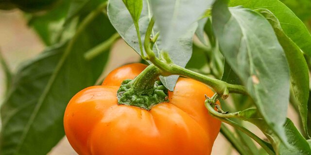 Heirloom Doe Hill Golden Bell Peppers Organic Seeds
