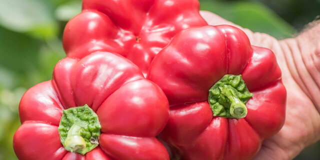 Heirloom Hungarian Red Peppers Organic Seeds
