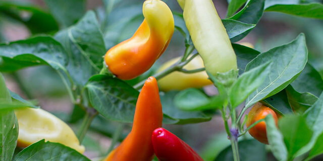 Heirloom Hungarian Hot Wax Peppers Organic Seeds