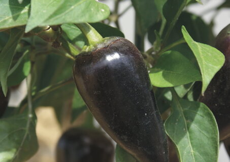 Heirloom Purple Jalapeno Peppers Organic Seeds