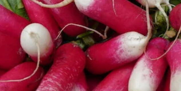 Heirloom French Breakfast Radish Organic Seeds