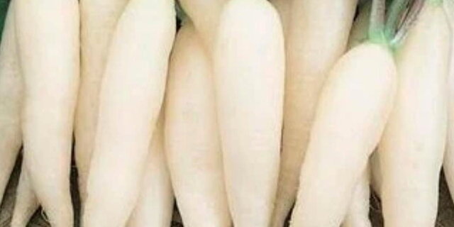 Heirloom Ice Candle Radish Organic Seeds