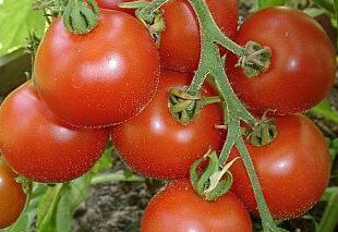 Heirloom Kotlas Tomatoes Organic Seeds