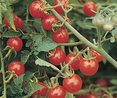 Heirloom Matt's Wild Cherry Cherry tomatoes Organic Seeds