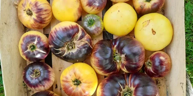 Heirloom Primary Colors Tomatoes Organic Seeds