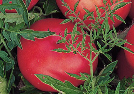 Heirloom Silvery Fir Tree Tomatoes Organic Seeds