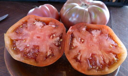 Heirloom Polish Nights Tomatoes Organic Seeds