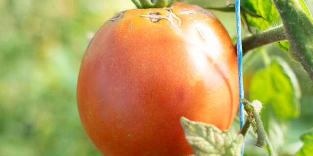 Heirloom Delicious by Burpee Tomatoes Organic Seeds