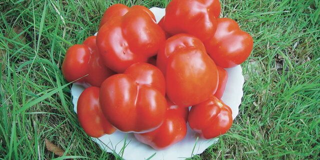 Heirloom Liberty Bell Tomatoes Organic Seeds