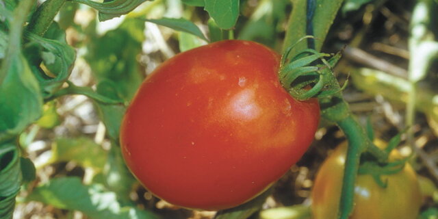 Heirloom Polish Linguisa Tomatoes Organic Seeds