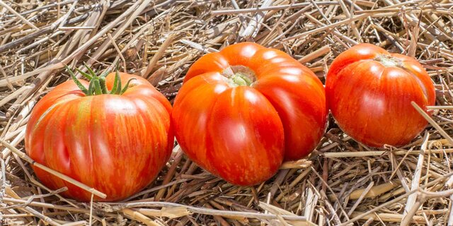 Heirloom Solar Flare Tomatoes Organic Seeds