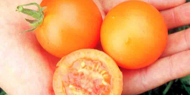 Heirloom Auriga Tomatoes Organic Seeds