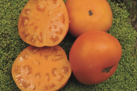 Heirloom Persimmon Tomatoes Organic Seeds