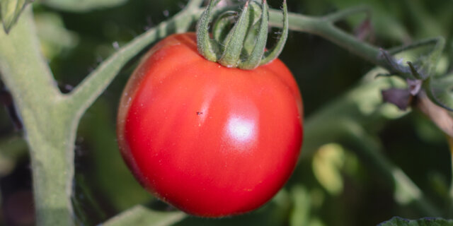 Heirloom Livingston's Main Crop Pink Tomatoes Organic Seeds