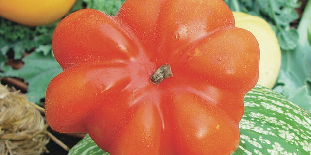 Heirloom Zapotec Pink Ribbed Tomatoes Organic Seeds