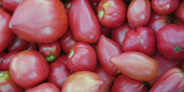 Heirloom Russian Oxheart Tomatoes Organic Seeds