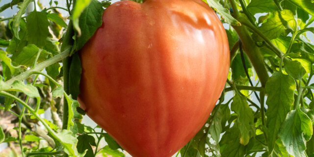 Heirloom Japanese Oxheart Tomatoes Organic Seeds