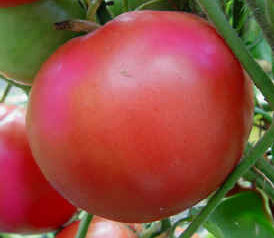 Heirloom Caspian Pink Tomatoes Organic Seeds