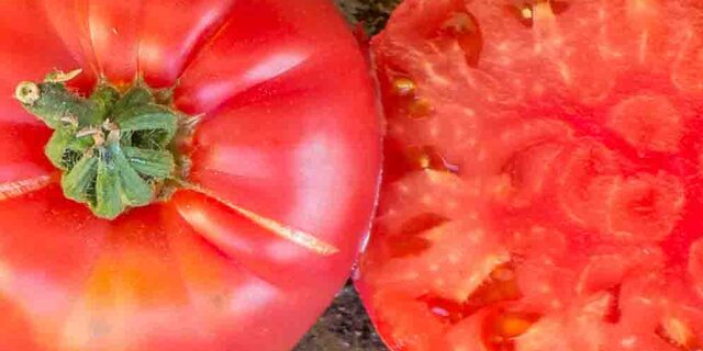Heirloom Blue Ridge Mountain Tomatoes Organic Seeds