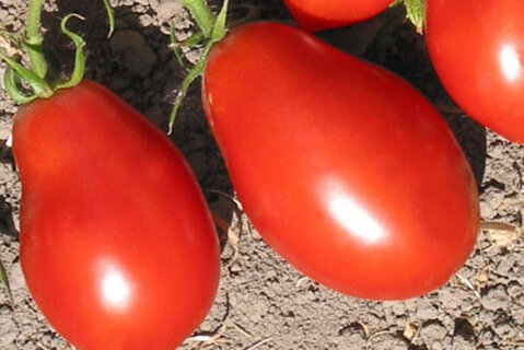 Heirloom Spitze Tomatoes Organic Seeds