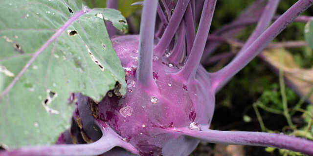 Heirloom Vienna Violet Cabbage turnip Organic Seeds