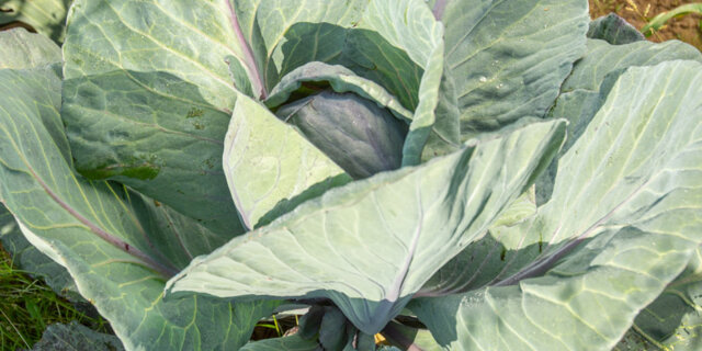 Heirloom Red Acre Red cabbage Organic Seeds