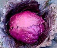 Heirloom Red Express Red cabbage Organic Seeds