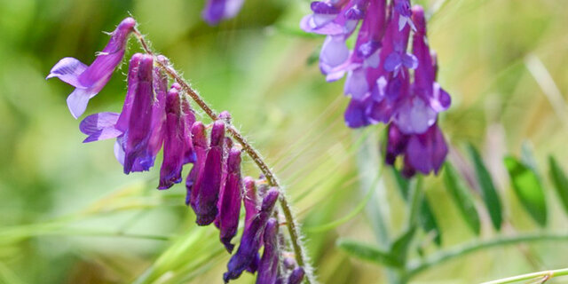 Heirloom Vicia villosa Vetch Organic Seeds