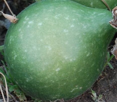 Gourds - African Kettle | Association Kokopelli