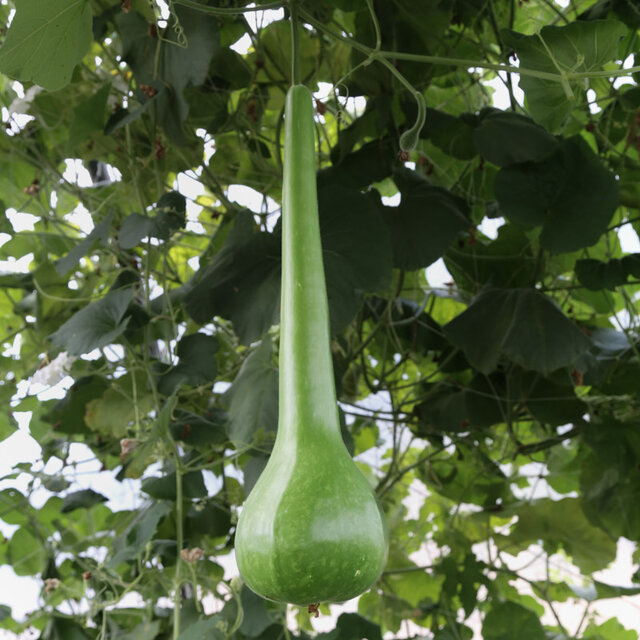 Gourds - Extra Long Handle Dipper | Association Kokopelli