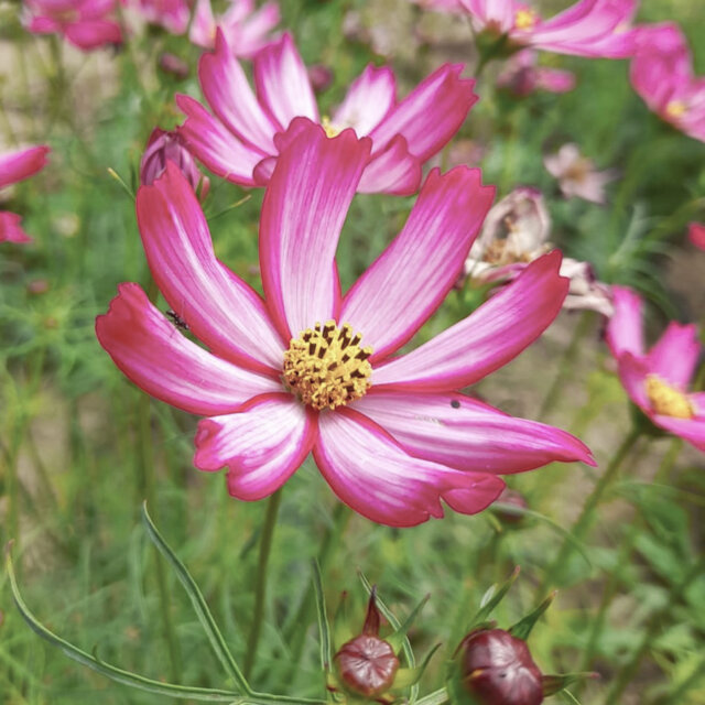 Cosmos - Cosimo Purple Red White | Association Kokopelli