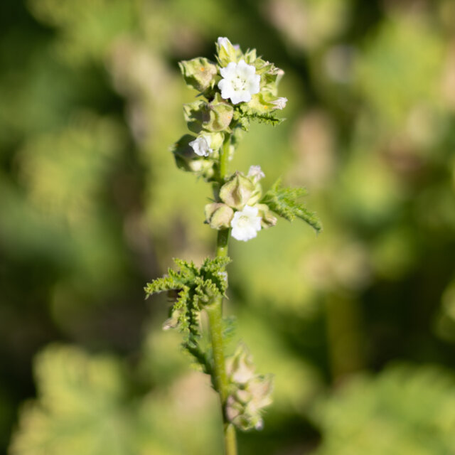 Mallow - Verticulated mauve | Association Kokopelli