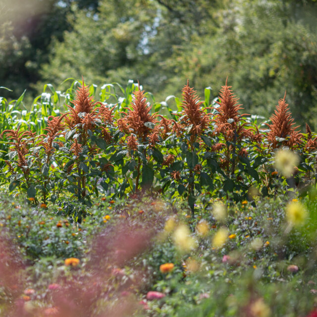 Amaranth - Orange Giant | Association Kokopelli