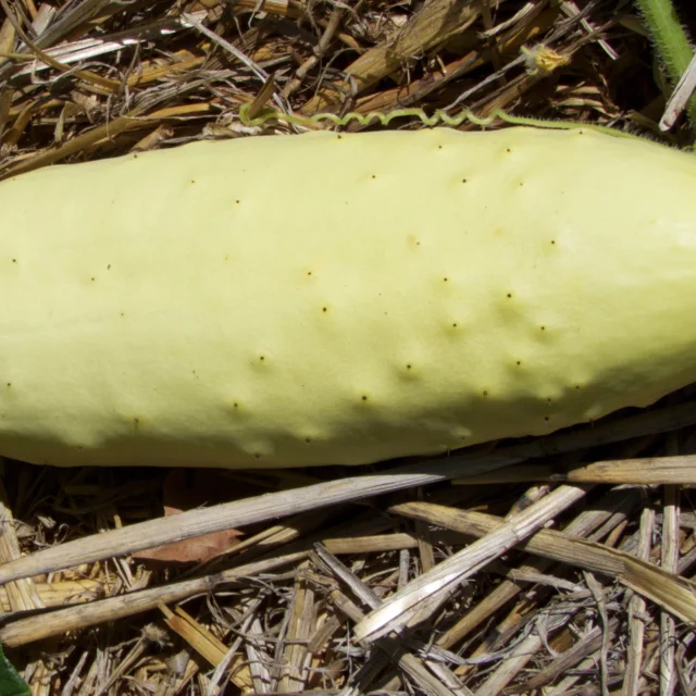Cucumbers - Hmong Red | Association Kokopelli