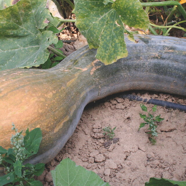Moschata squash - Tahitian | Association Kokopelli