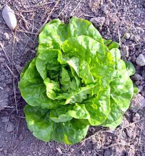 Lettuces - Melnicky Maj | Association Kokopelli