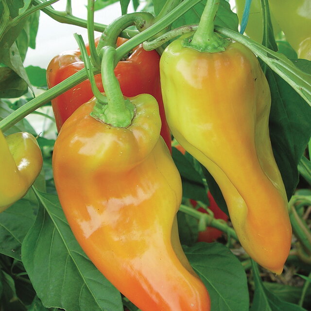 Peppers - Hungarian Semi-Hot | Association Kokopelli