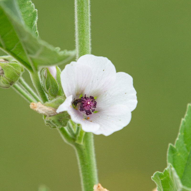 Heirloom Marshmallow Marsh mallows Organic Seeds