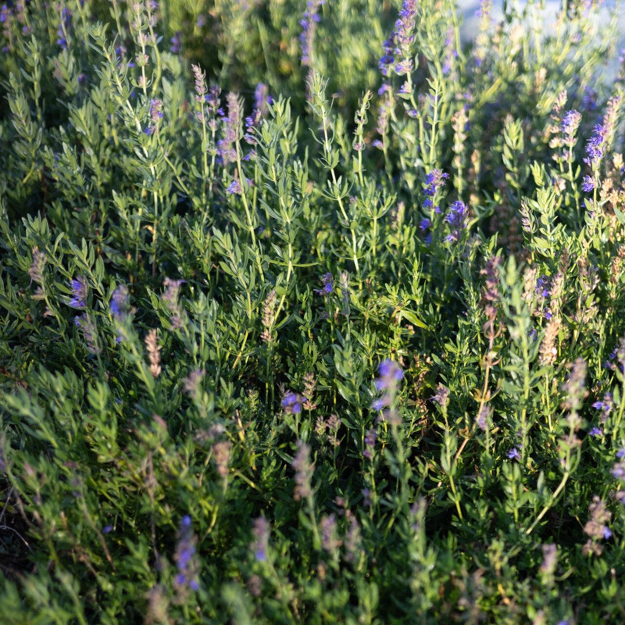 Heirloom Hyssopus officinalis Hyssop Organic Seeds