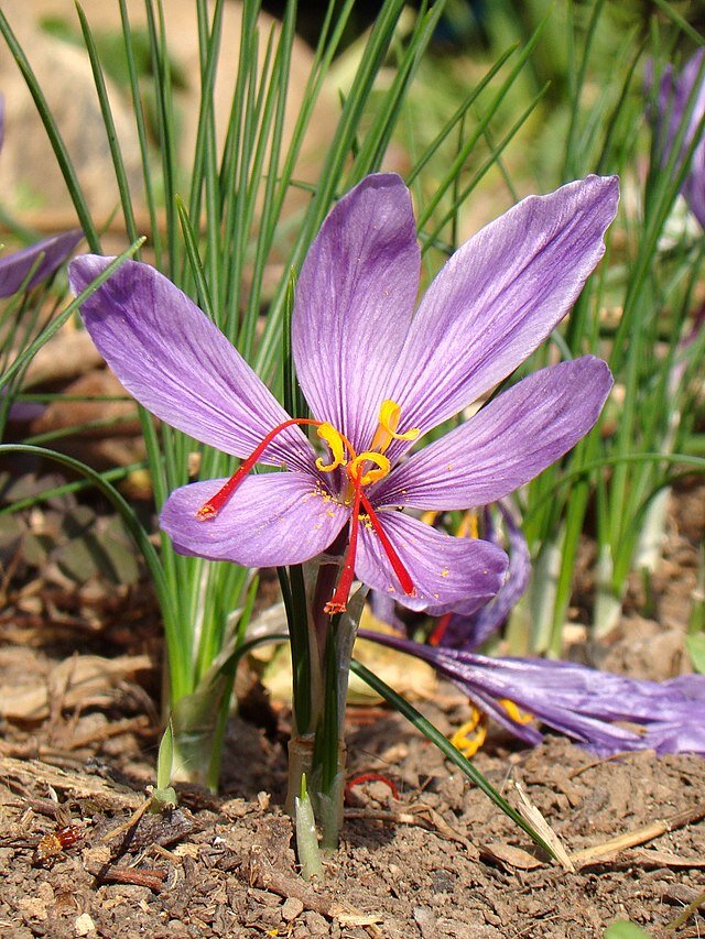 Heirloom Saffron bulb - Crocus sativus (calibre 9-11) Saffron Crocus ...