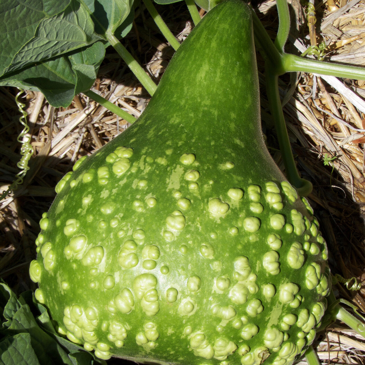 Heirloom Mayo Warty Bule Gourds Organic Seeds
