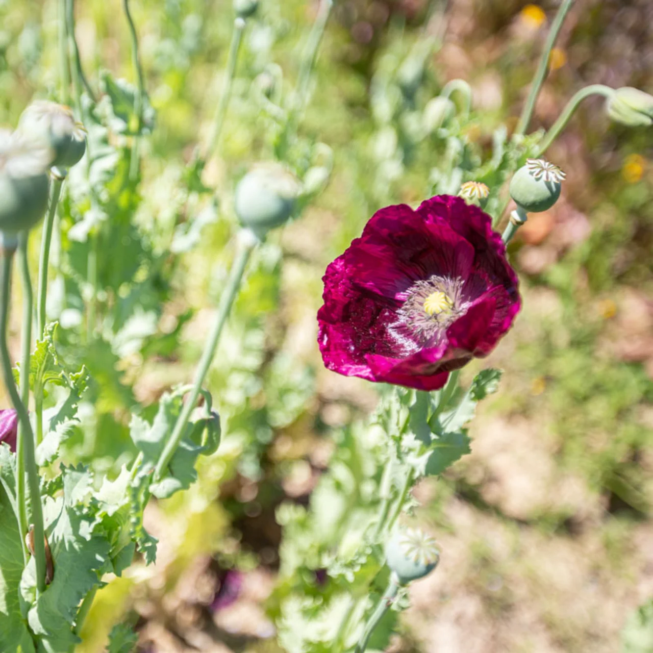 Heirloom Laureen's Grape Poppies Organic Seeds